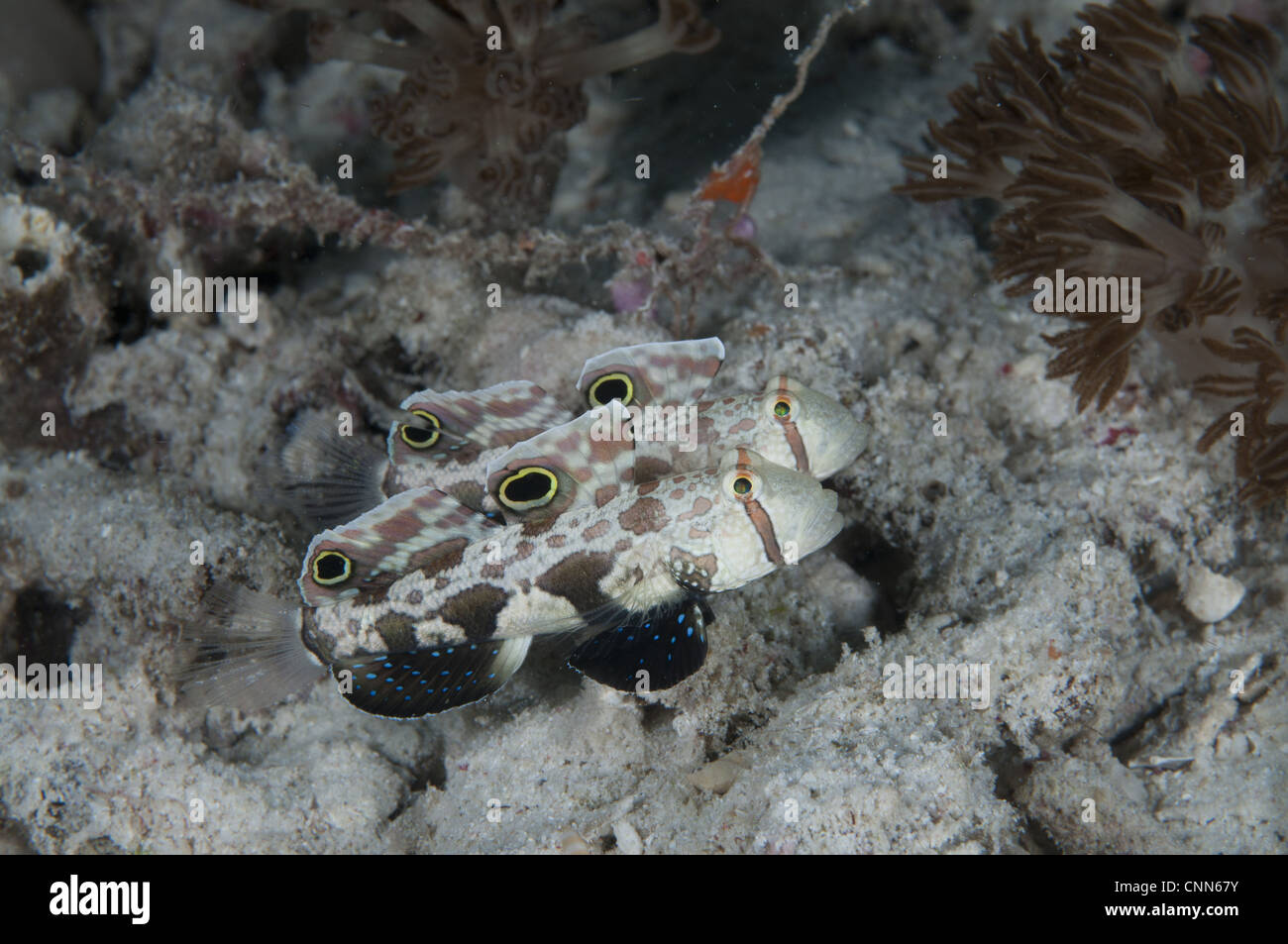 Twinspot Goby Signigobius biocellatus adult pair swimming reef Arborek ...
