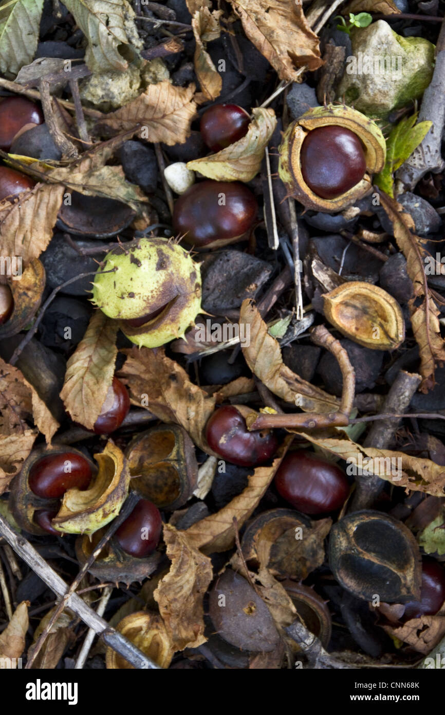 common horse chestnut conkers, the autumn fruiting nut of this common ...