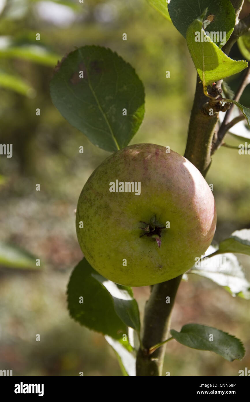 A Bramley apple ready for picking Stock Photo - Alamy