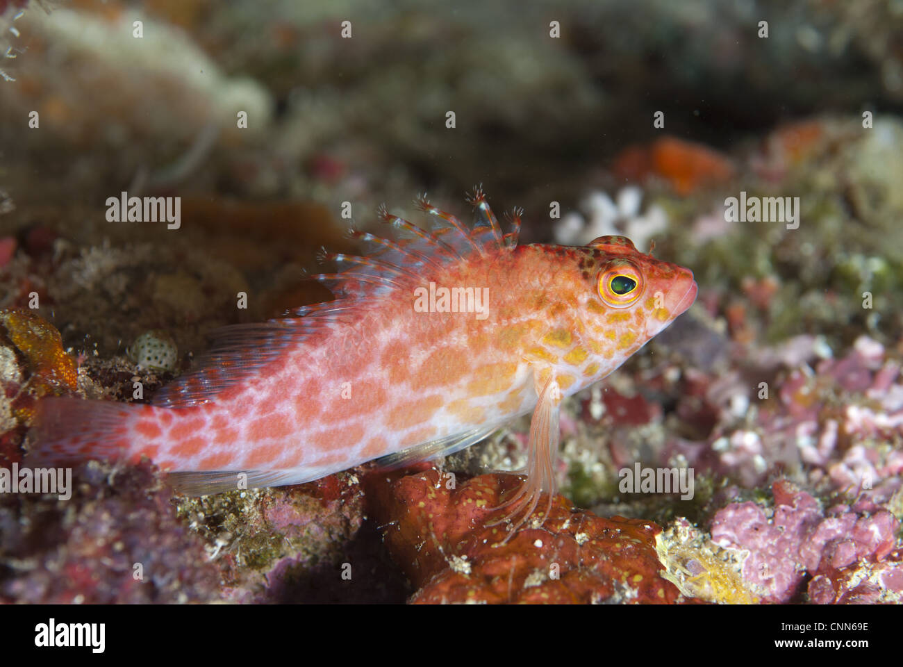 Spotted Hawkfish Cirrhitichthys oxycephalus adult resting reef Batu ...
