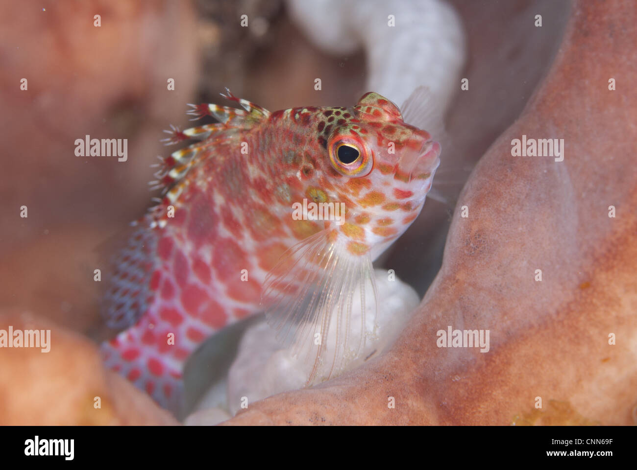 Spotted Hawkfish Cirrhitichthys oxycephalus adult Barrel Sponge ...