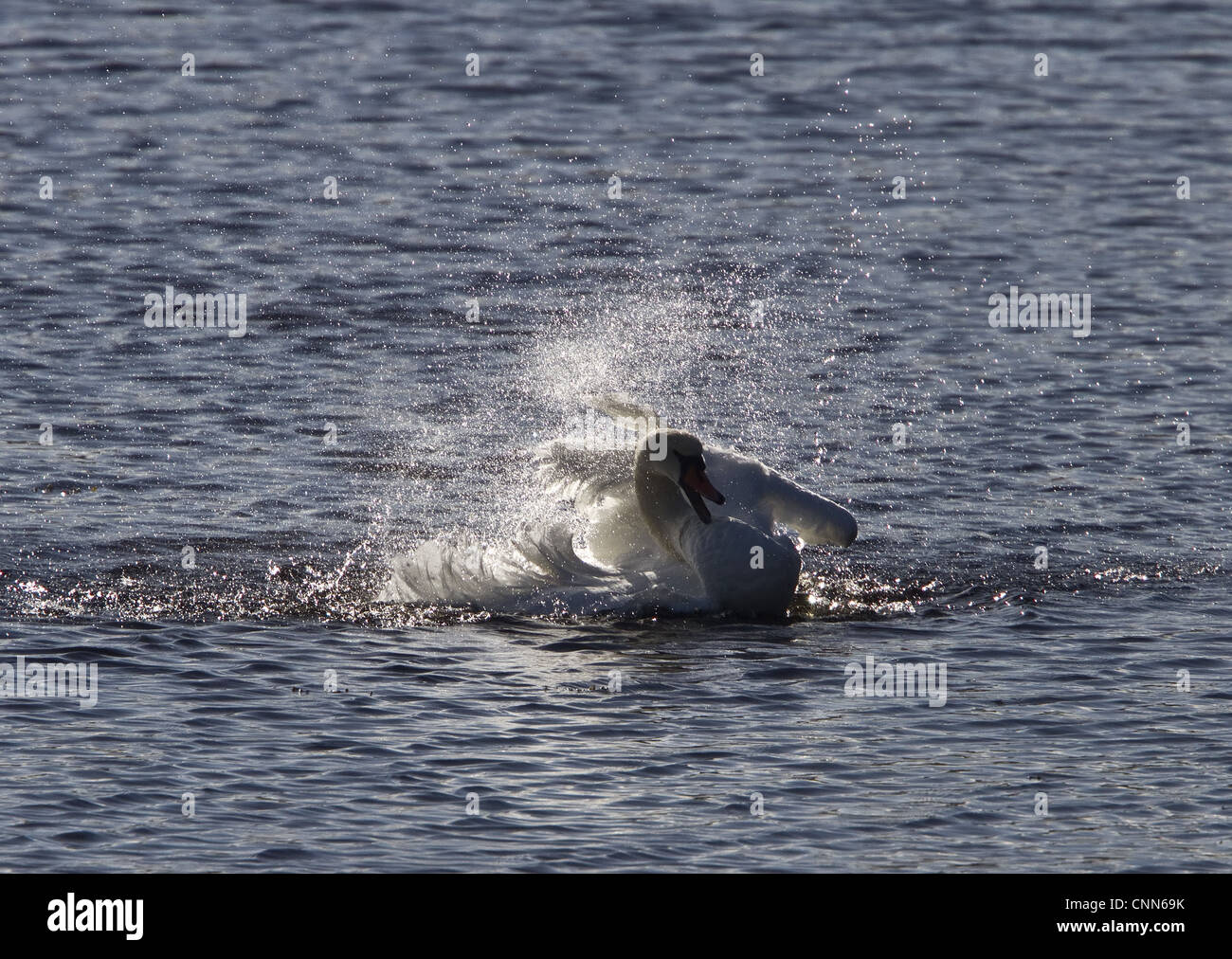 Mute swan washing in fresh water Stock Photo - Alamy