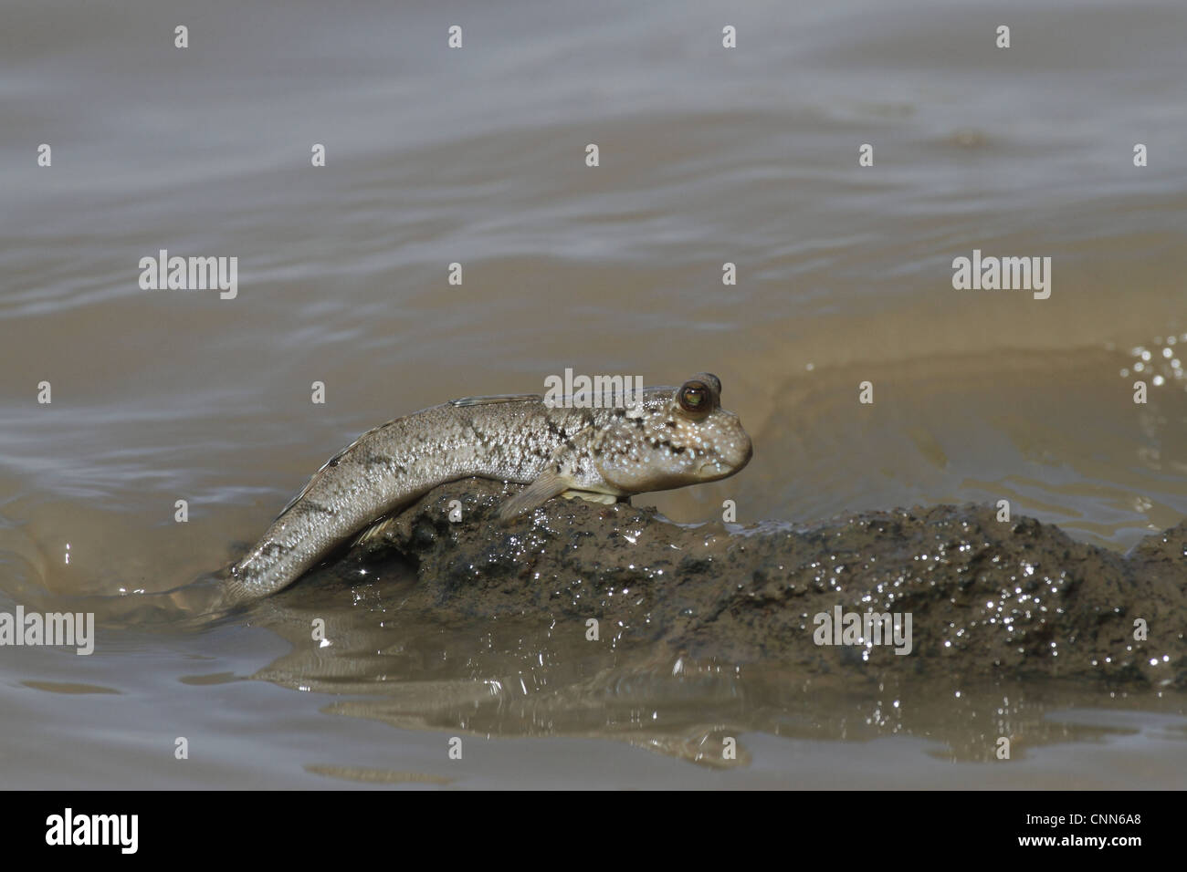 Mudskipper (Periophthalmus sp.) adult, climbing out of water, Gambia ...