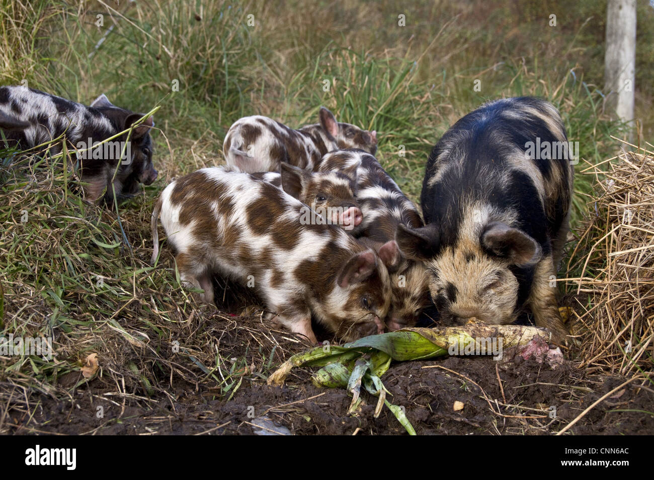 30 lbs hi-res stock photography and images - Alamy
