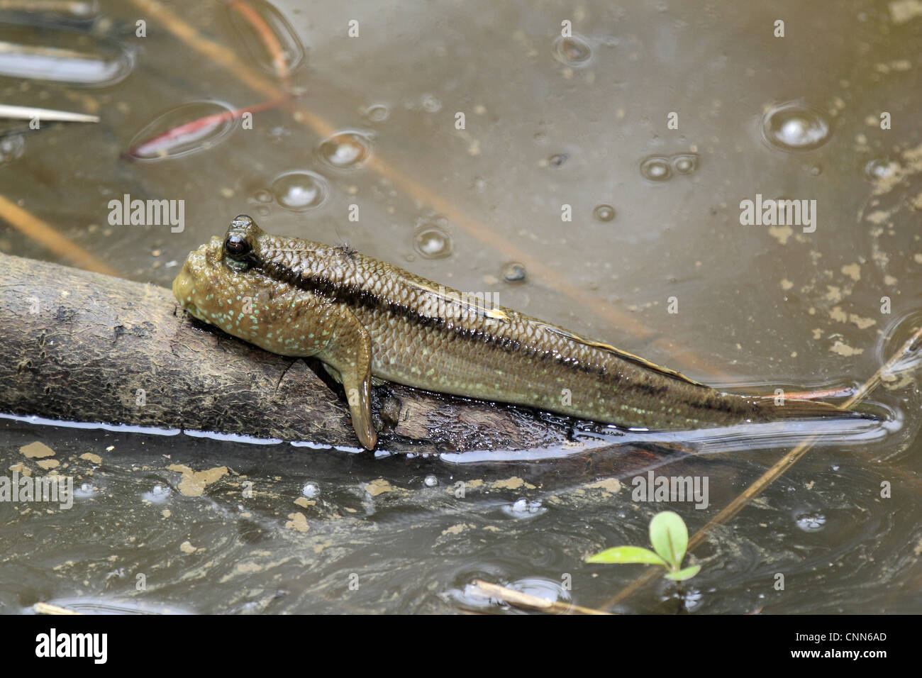 Atlantic Mudskipper (Periophthalmus barbarus) adult, resting out of ...