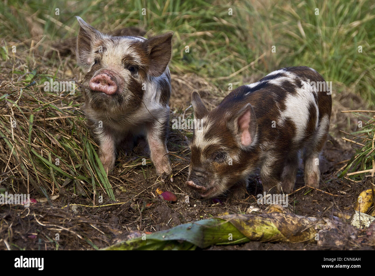 Kune Kune pigs vary 24" 30" high weigh between 140-220 lbs There small ...