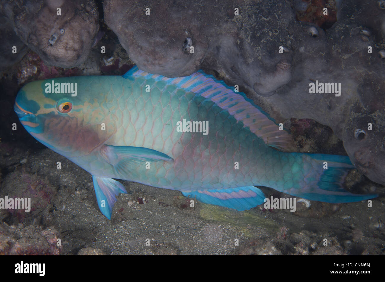 Bleekers parrotfish hi-res stock photography and images - Alamy