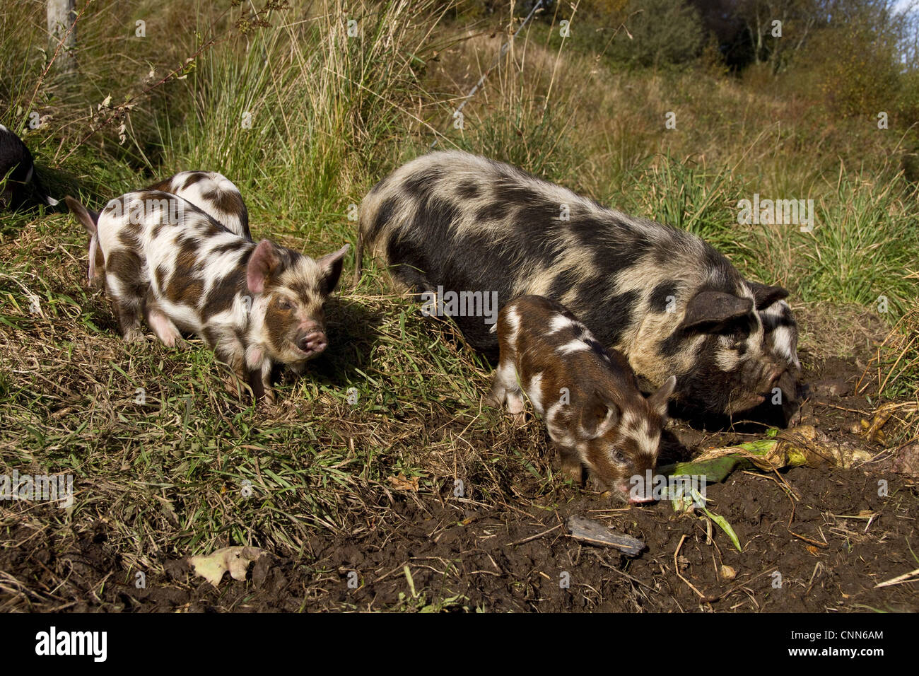 Kune Kune pigs vary 24" 30" high weigh between 140-220 lbs There small ...