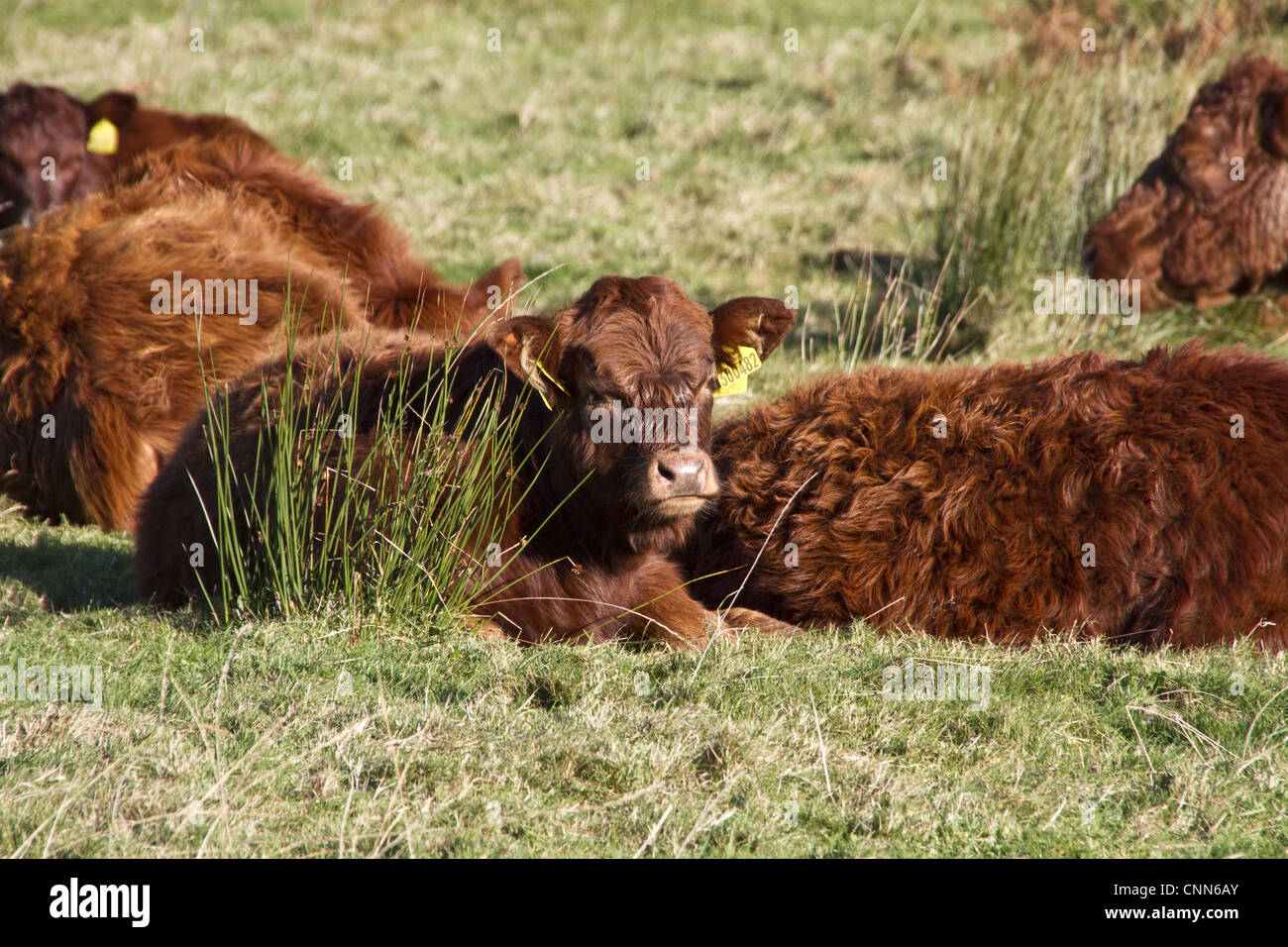 Luing cattle, beef breed developed on island of Luing, herd resting in ...