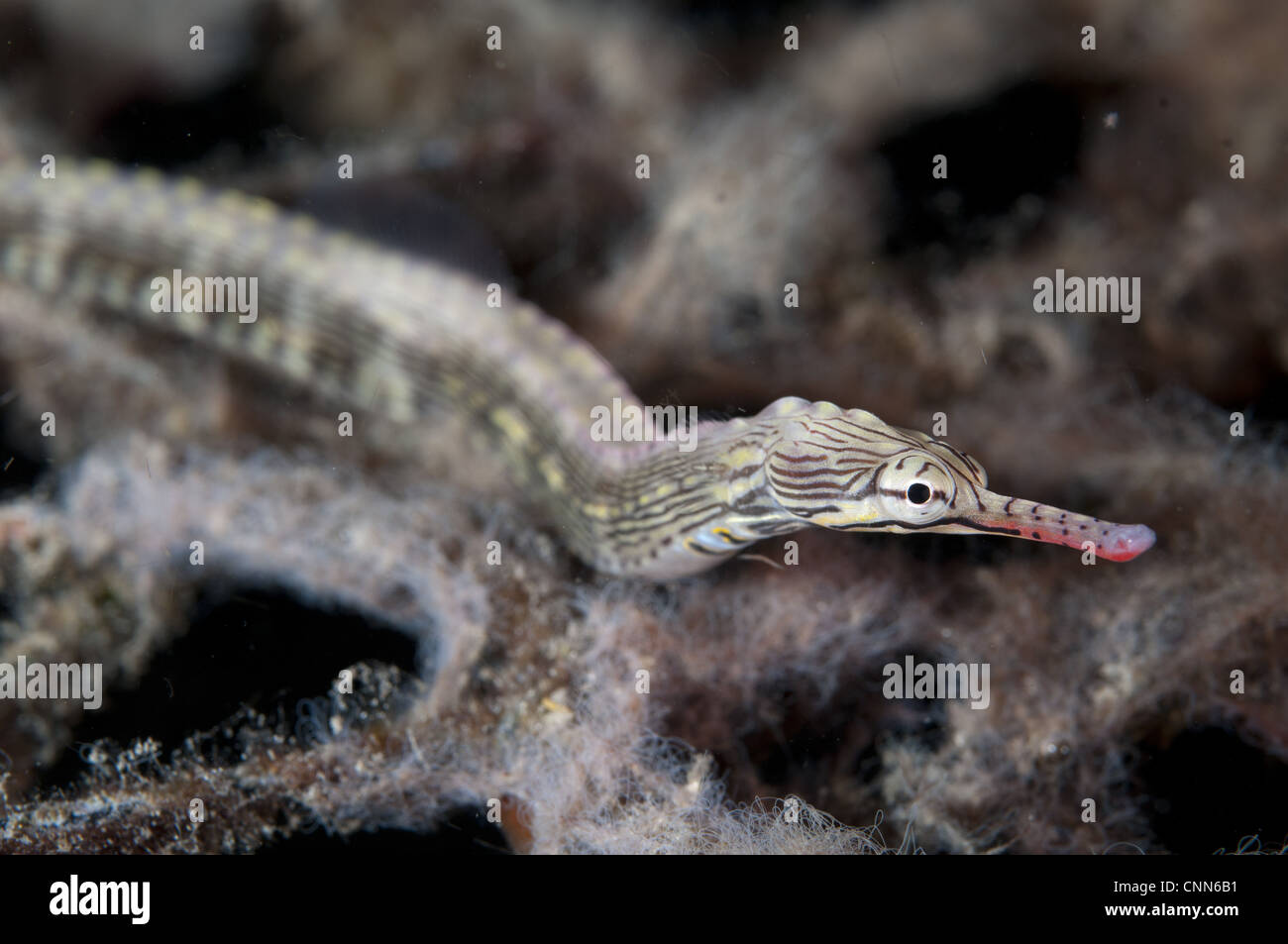 Reeftop pipefish hi-res stock photography and images - Alamy