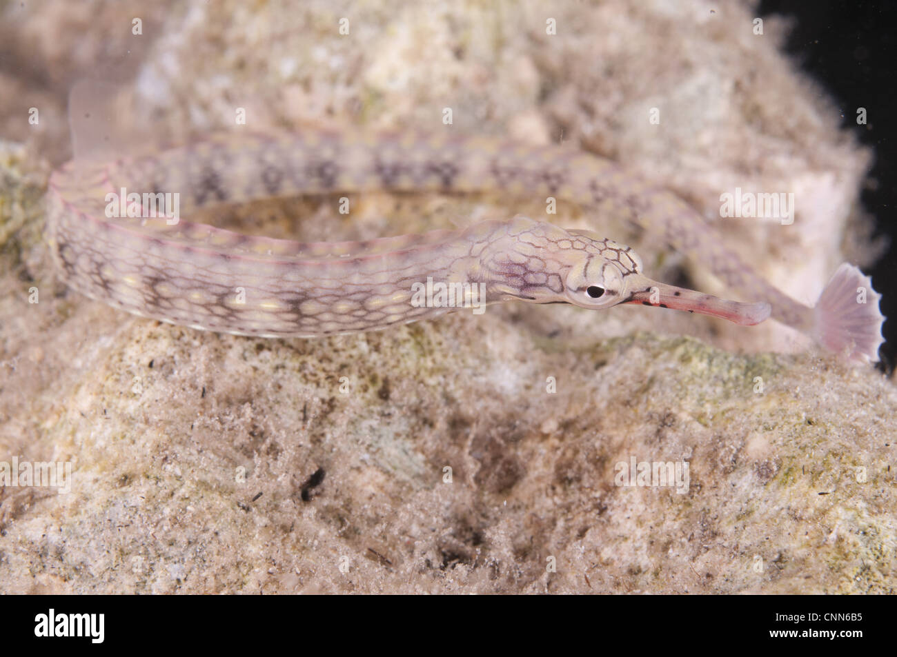 Reeftop pipefish hi-res stock photography and images - Alamy