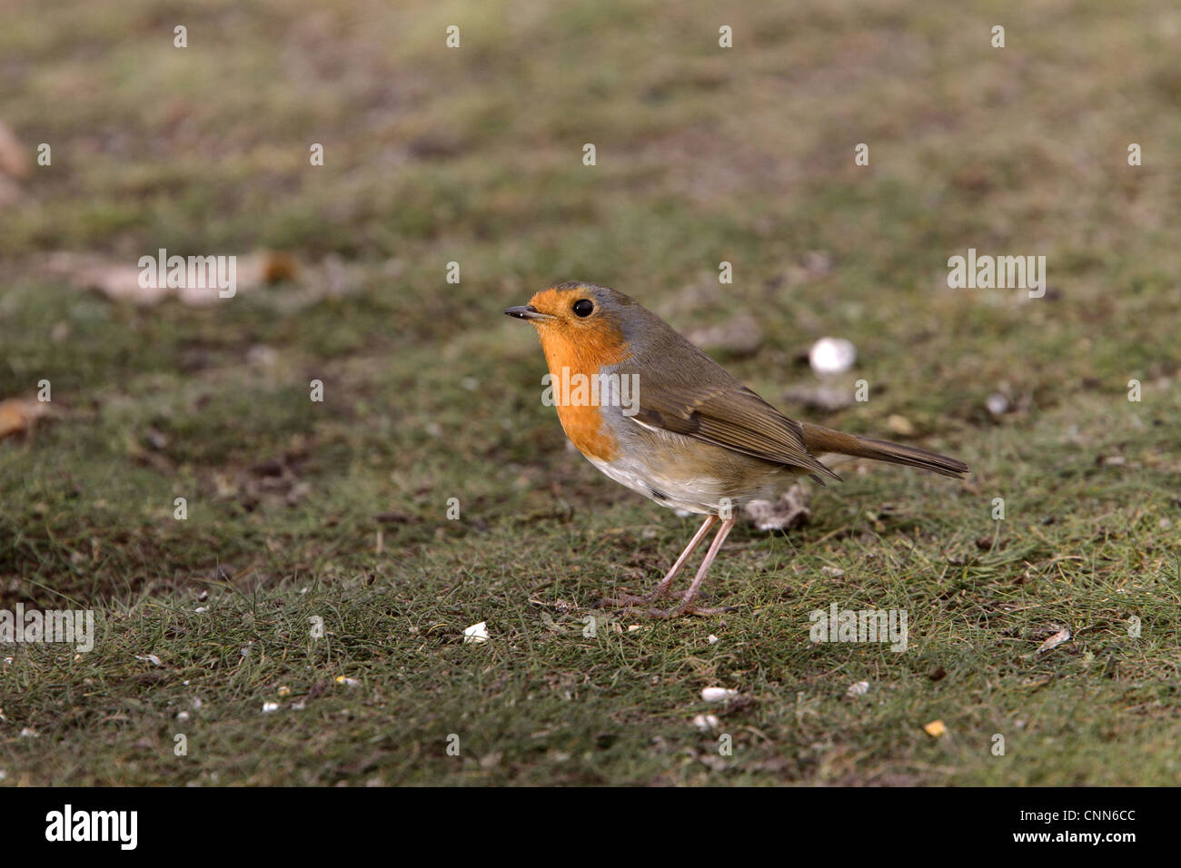 Robin on garden lawn Stock Photo - Alamy