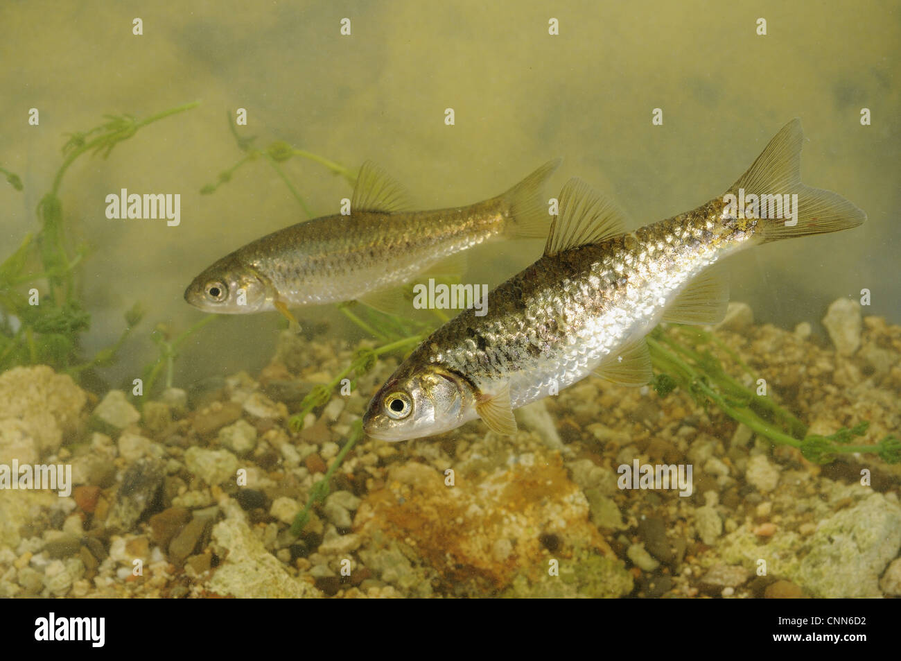 Freshwater fish european roach hi-res stock photography and images - Alamy