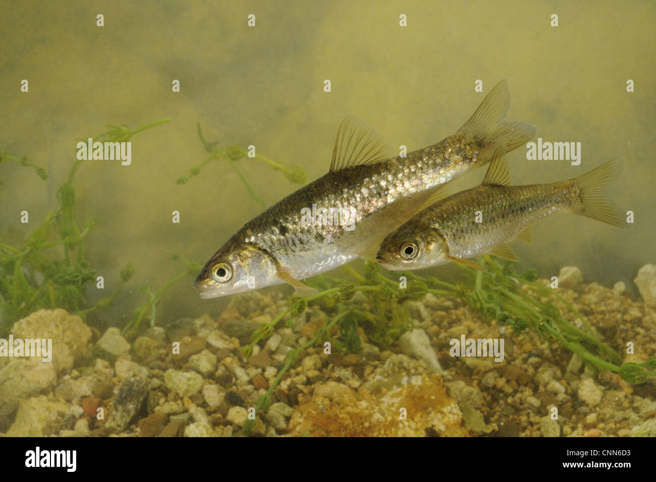 Two roaches hi-res stock photography and images - Alamy