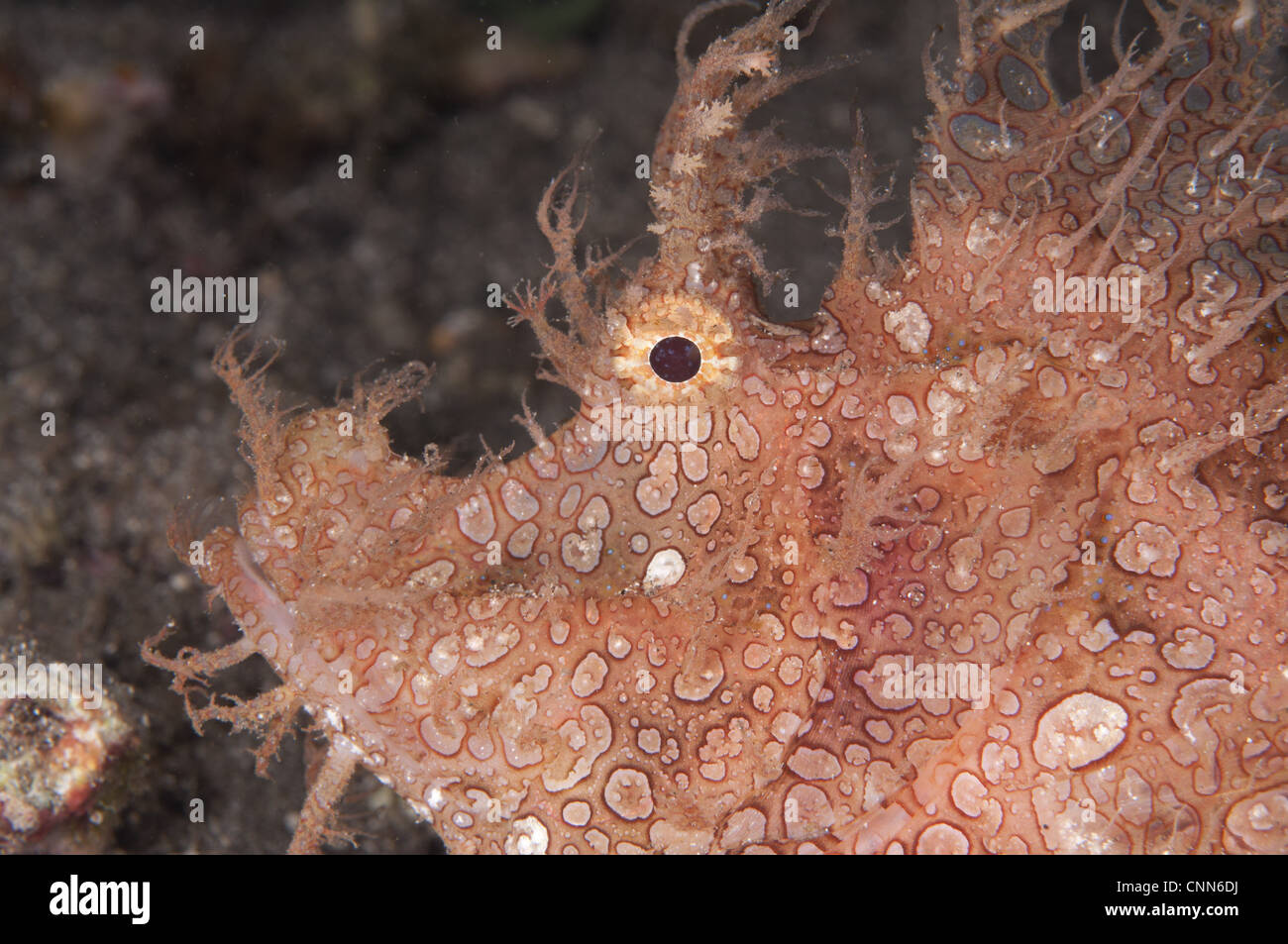 Merlets scorpionfish hi-res stock photography and images - Alamy