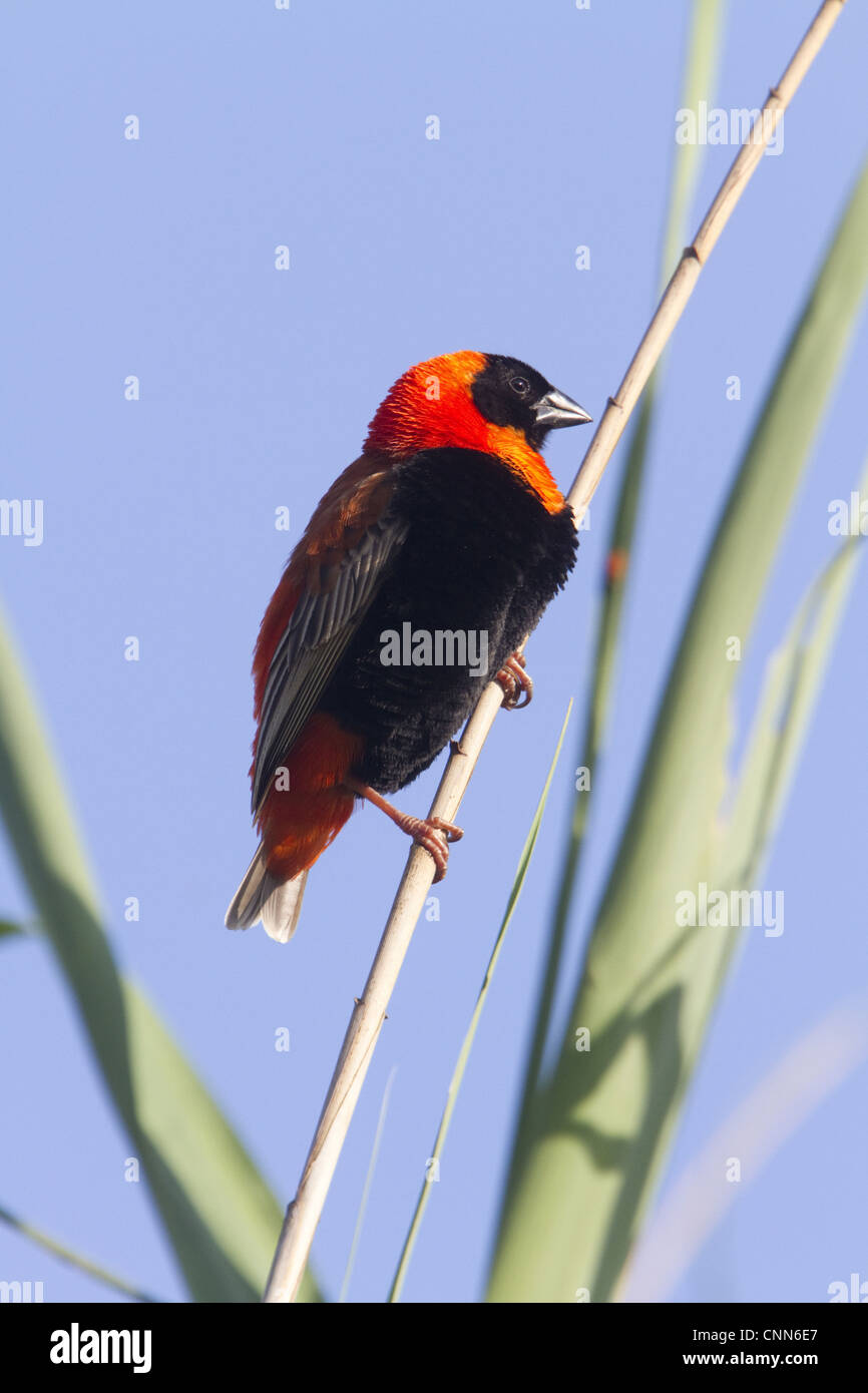 Southern Red Bishop Male at Rietvei Nature reserve near Pretoria, South ...