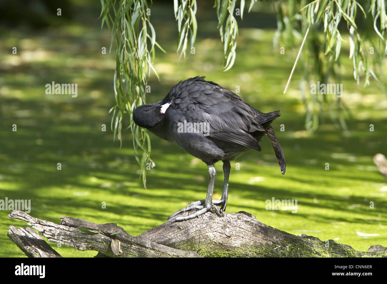Red knobbed Coot preening at Rietvlei Nature Reserve South Africa Stock ...