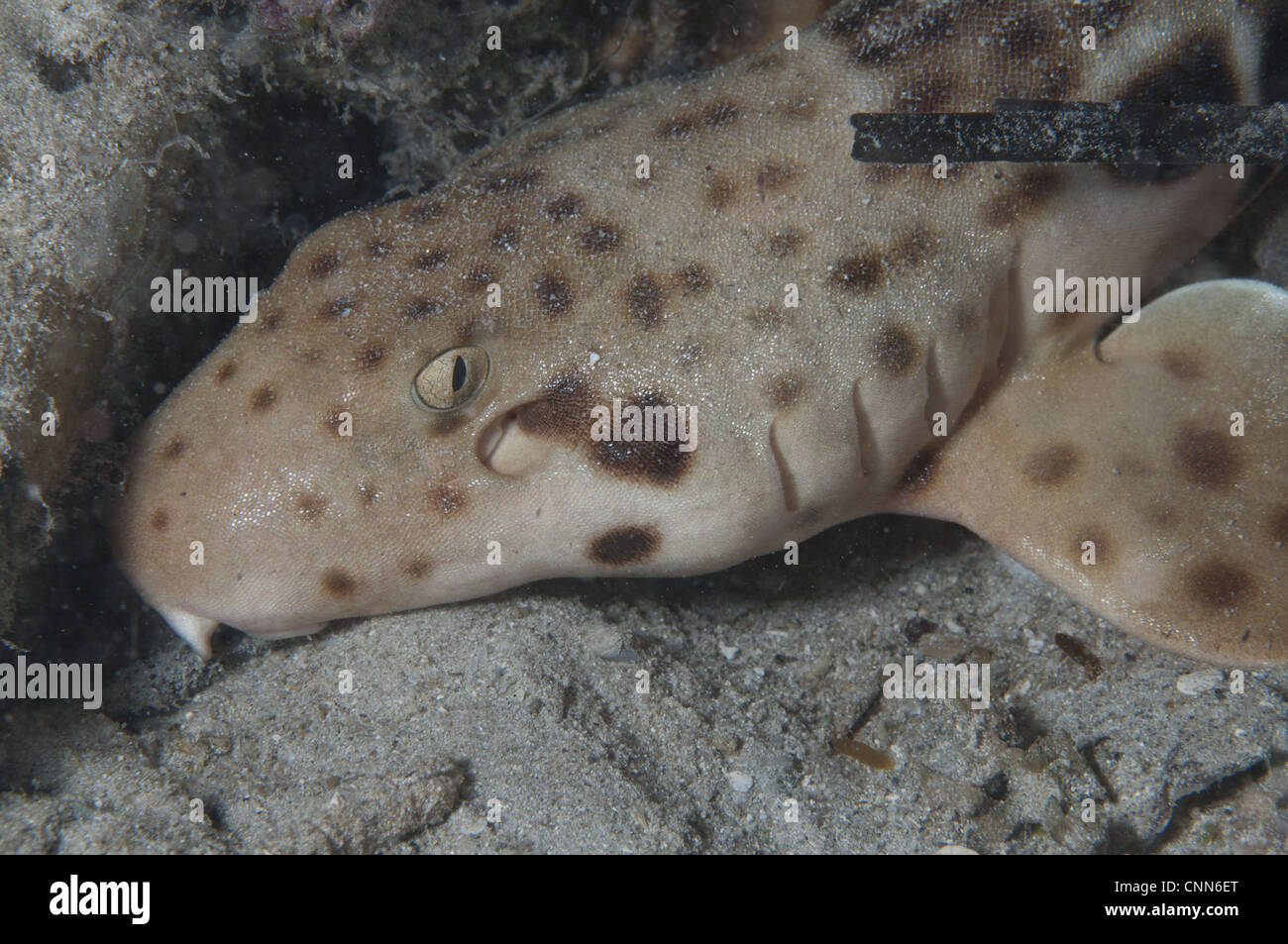 Indonesian Speckled Carpetshark Hemiscyllium freycineti adult close-up ...
