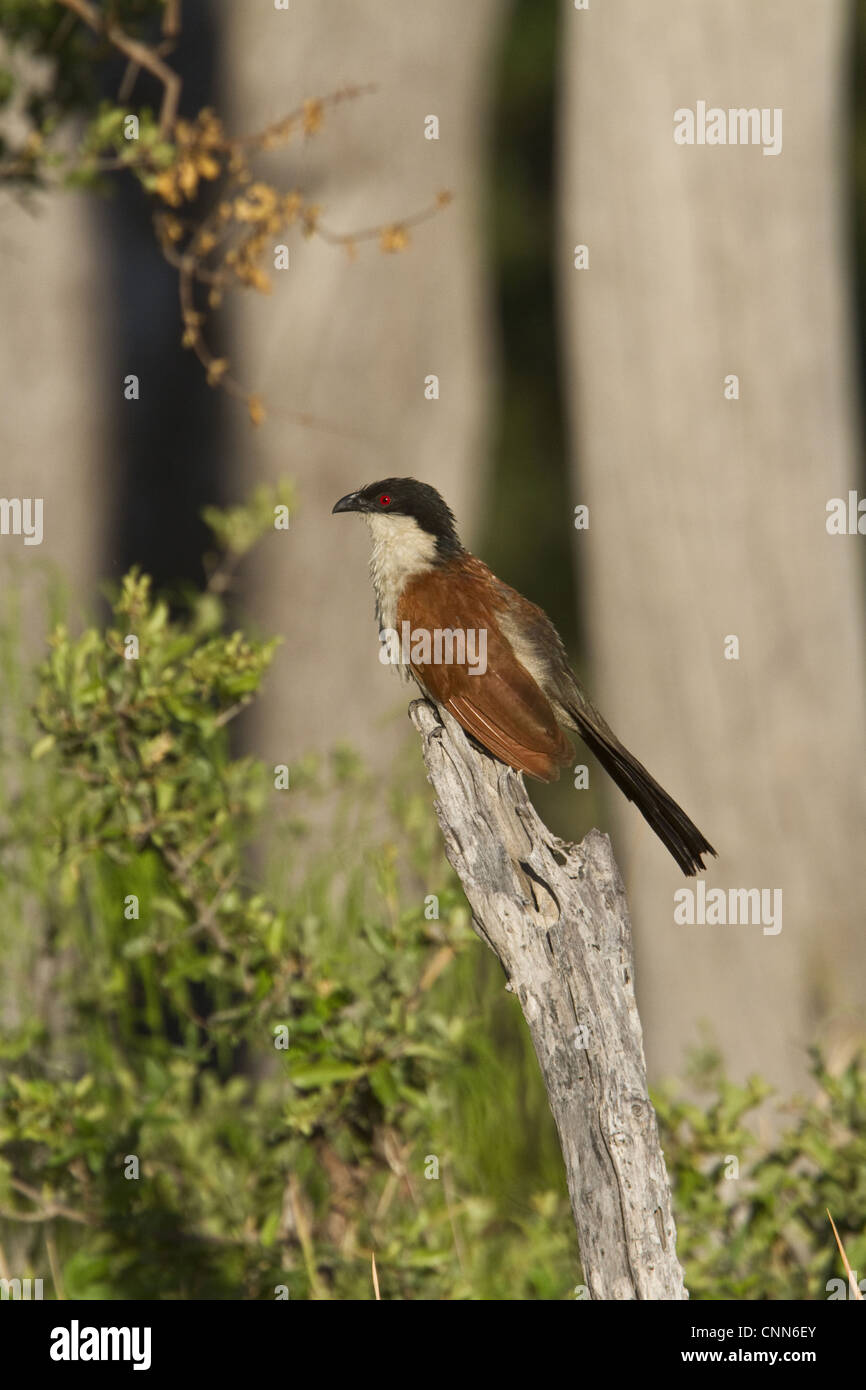 Senegal coucal centropus senegalensis hi-res stock photography and ...