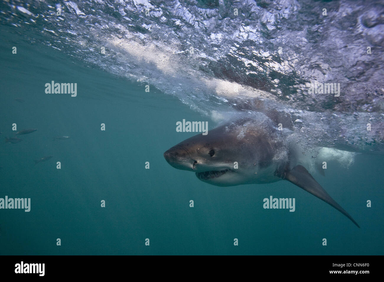 South african great white sharks hi-res stock photography and images ...