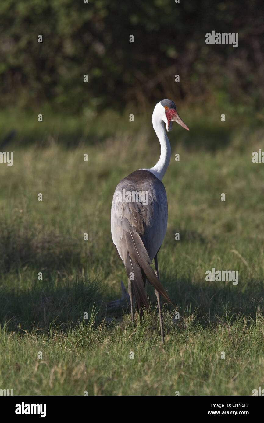 Wattled Crane near Kwara Bostwana. An endangered species Stock Photo ...