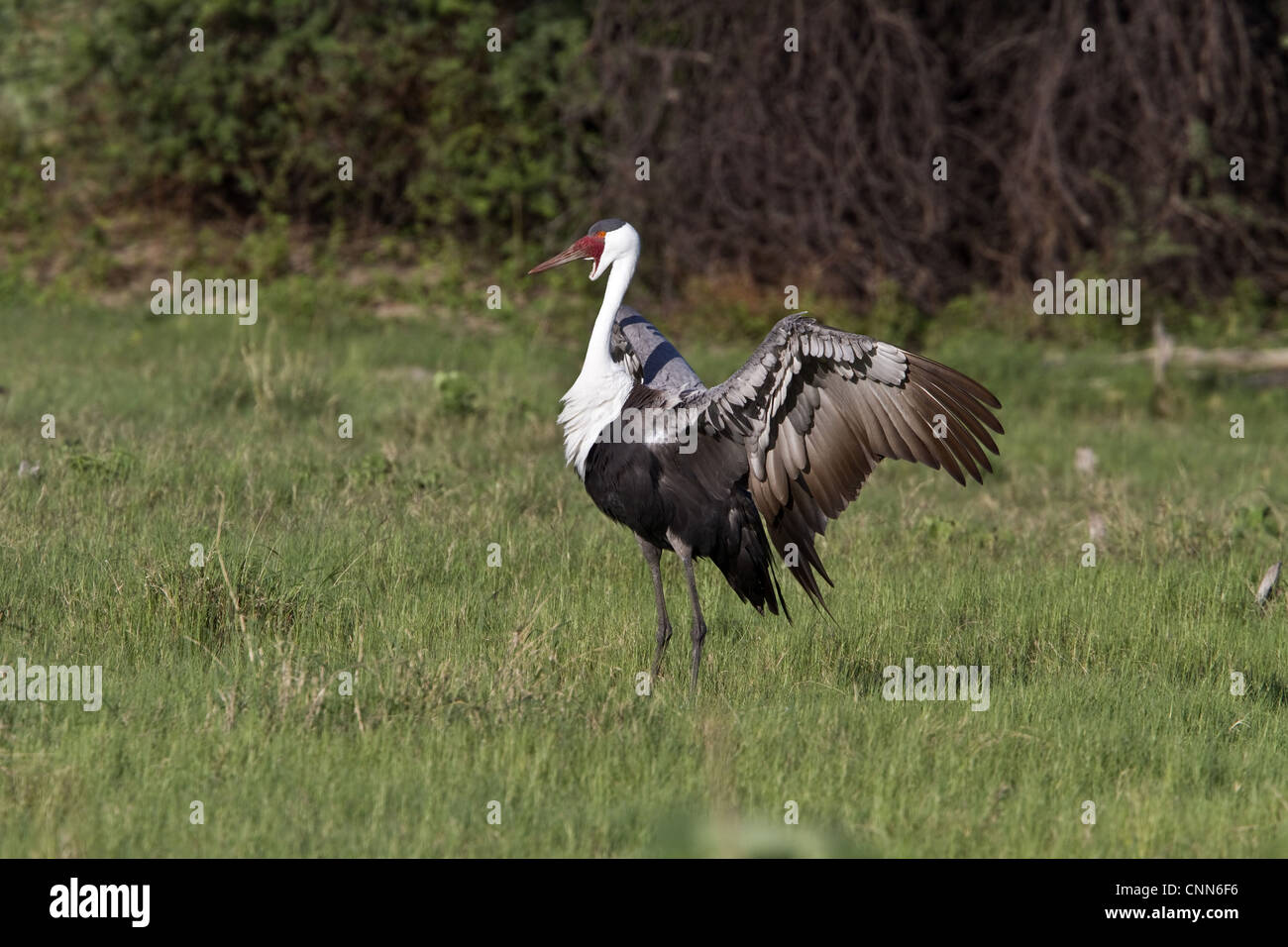 Wattled Crane near Kwara Bostwana. An endangered species Stock Photo ...