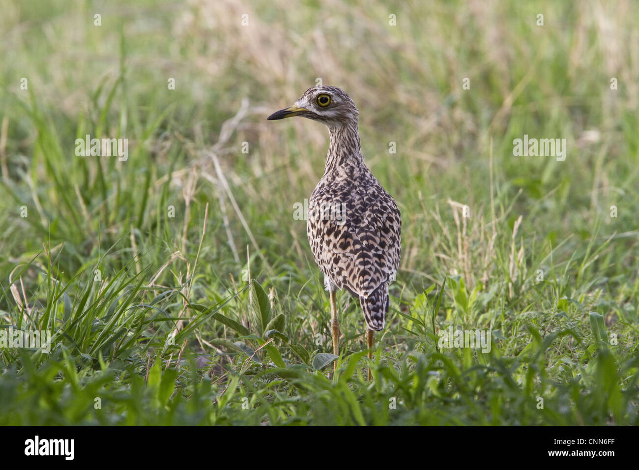 Spotted Thick-knee also known as Sptted Dikkop near Kwara camp Botswana Stock Photo - Alamy