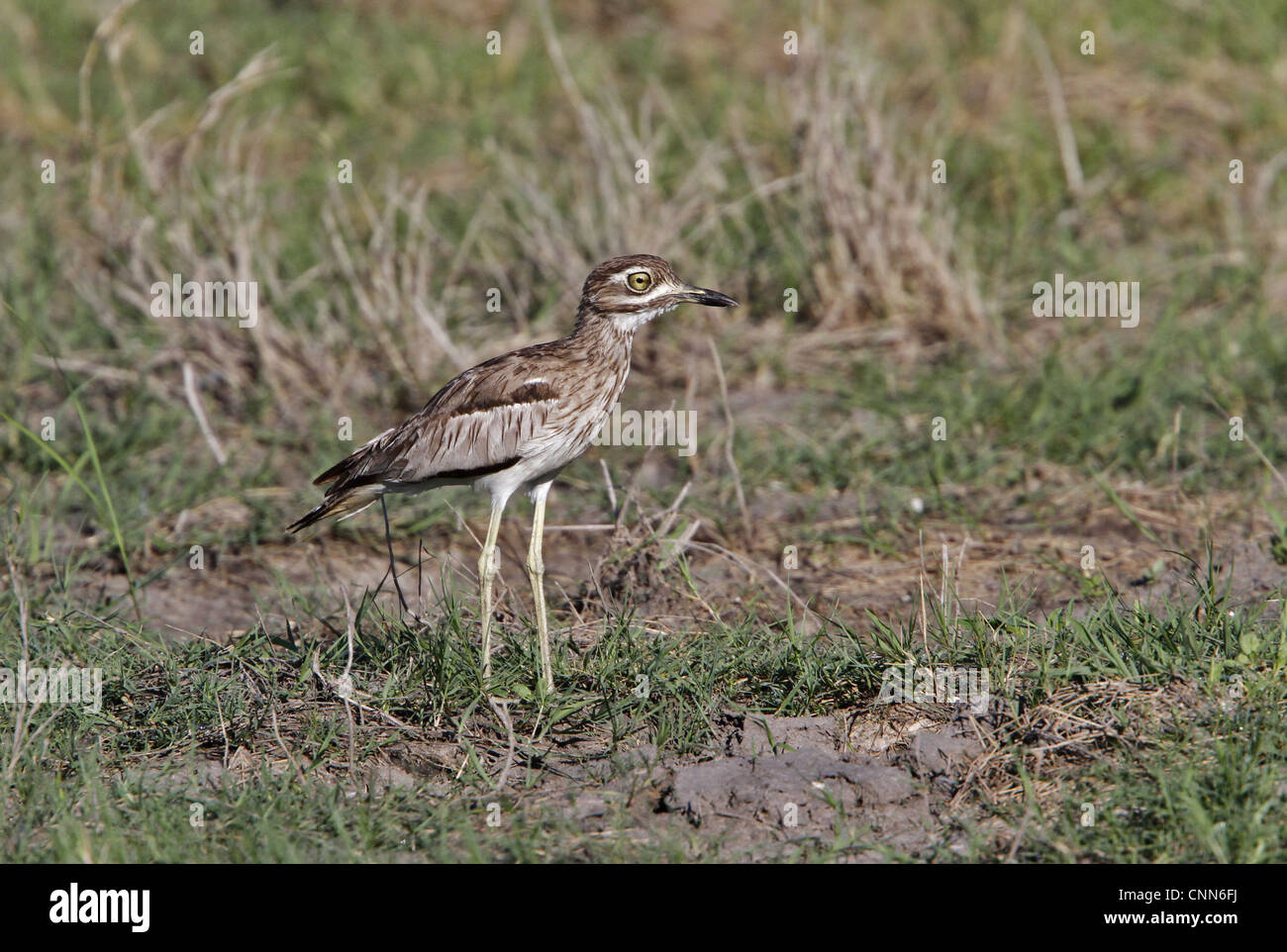 Water Thick-knee also known as Water Dikkop near Kwara, Botswana Stock ...