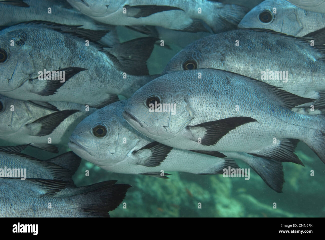 Black-and-white Snapper (Macolor niger) shoal, Sipadan Island, Sabah ...