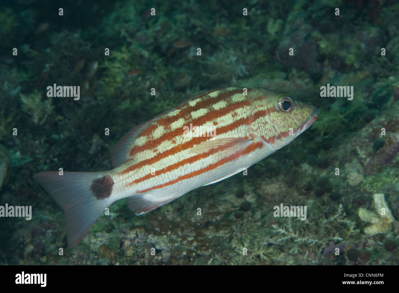 Checkered Snapper (Lutjanus decussatus) adult, swimming over reef ...