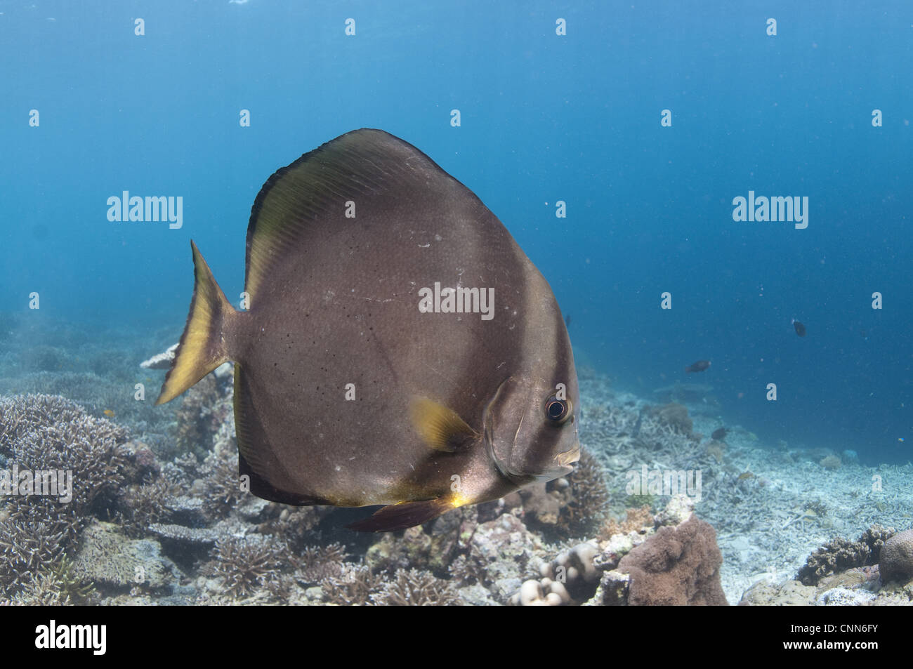 Golden Spadefish (Platax boersii) adult, swimming over reef, Sipadan ...