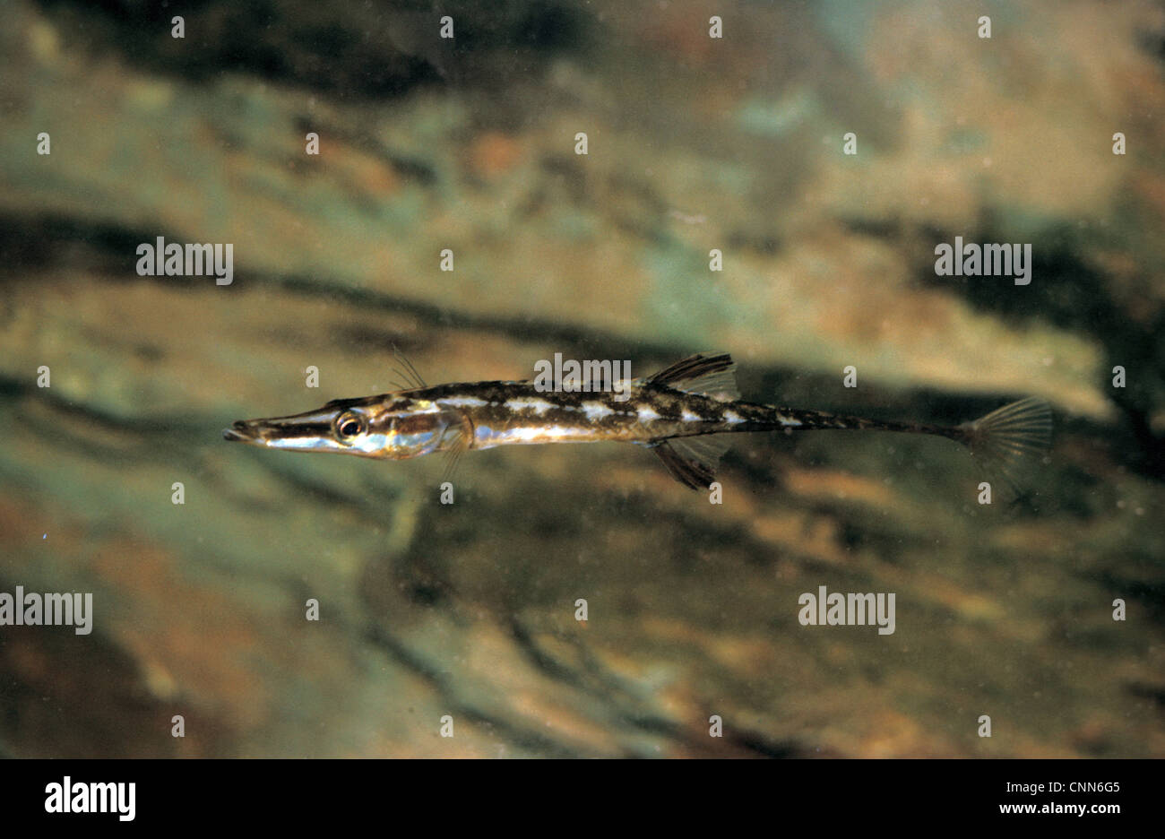 Fish - Stickleback Fifteen-spined(Spinachia spinachia) backing with ...