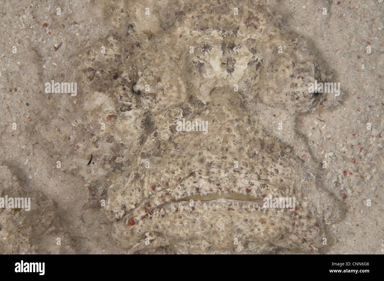 Reef Stonefish (Synanceia verrucosa) adult, close-up of head, buried in ...