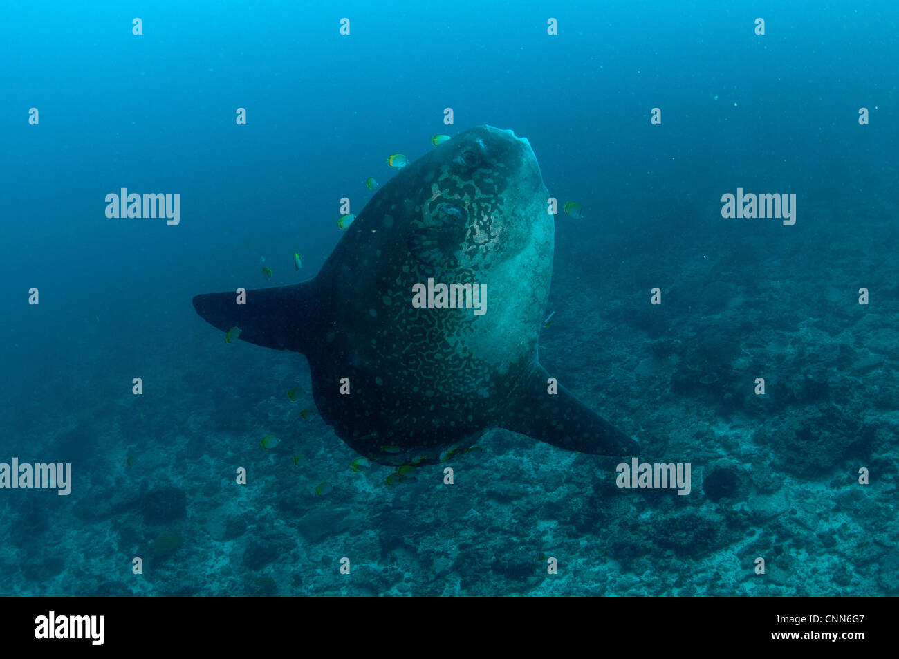 Ocean Sunfish Mola mola adult butterflyfish feeding ectoparasites skin ...