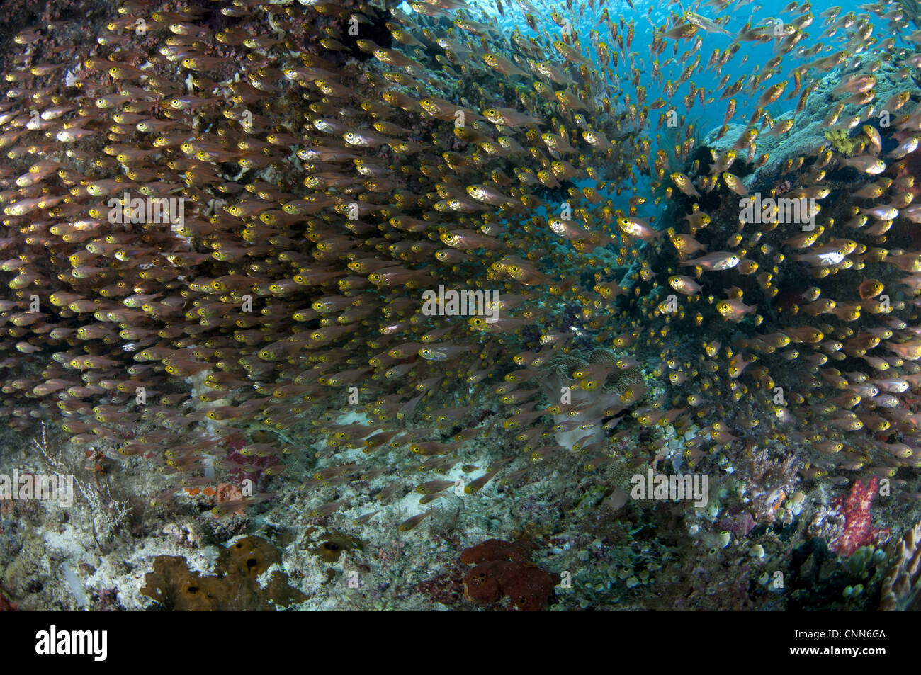 Golden Sweeper Parapriacanthus ransonneti adults school swimming reef ...