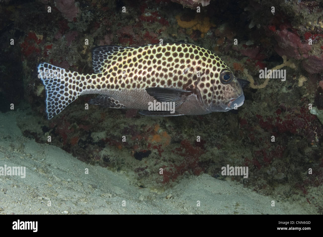 Many spotted sweetlip hi-res stock photography and images - Alamy