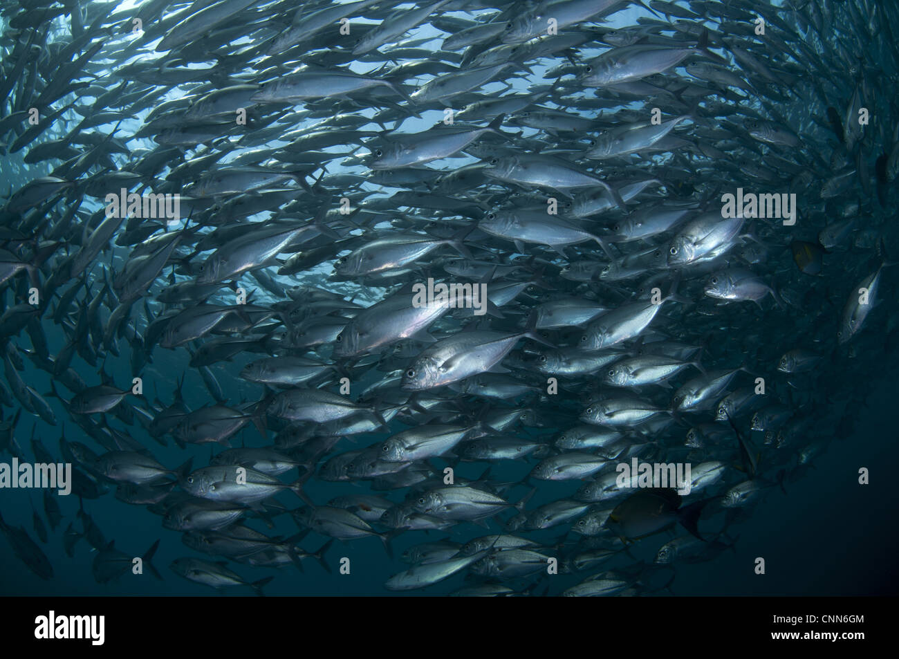 Jack or trevally carangidae hi-res stock photography and images - Alamy