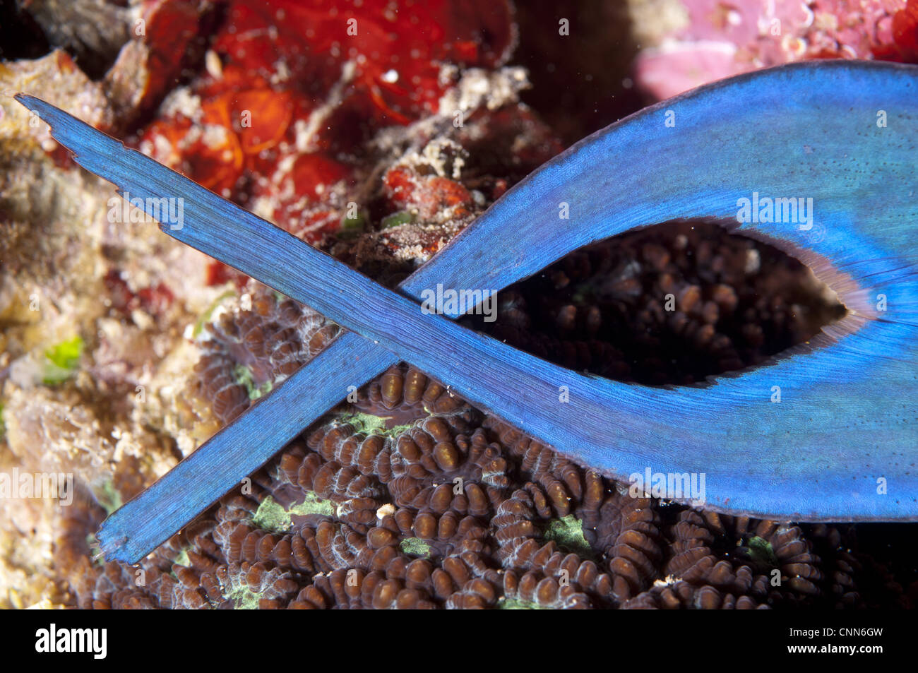 Red-toothed Triggerfish Odonus niger adult close-up tail sleeping night ...