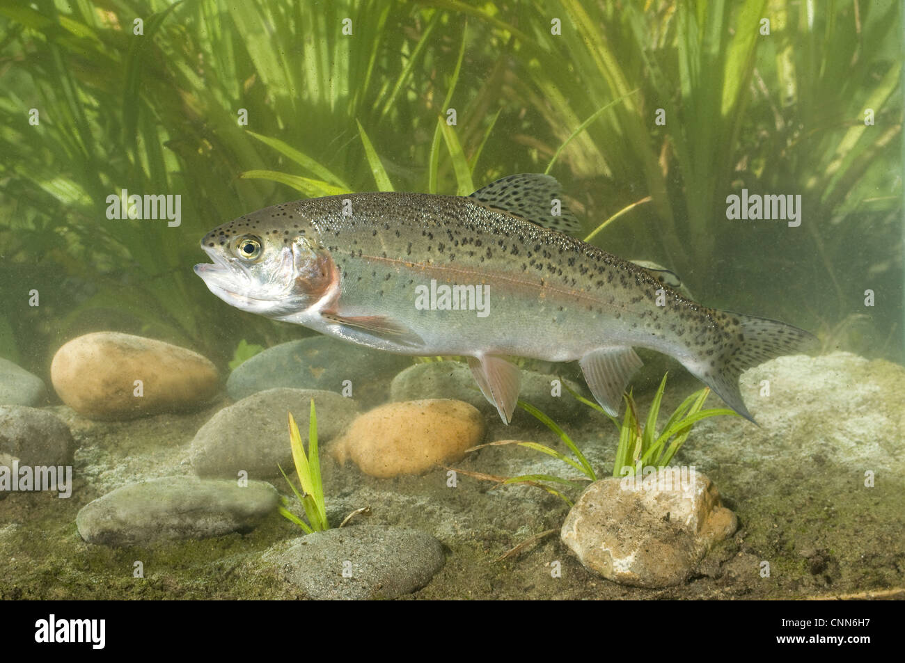 Rainbow Trout (Oncorhynchus mykiss) introduced species, adult, swimming ...