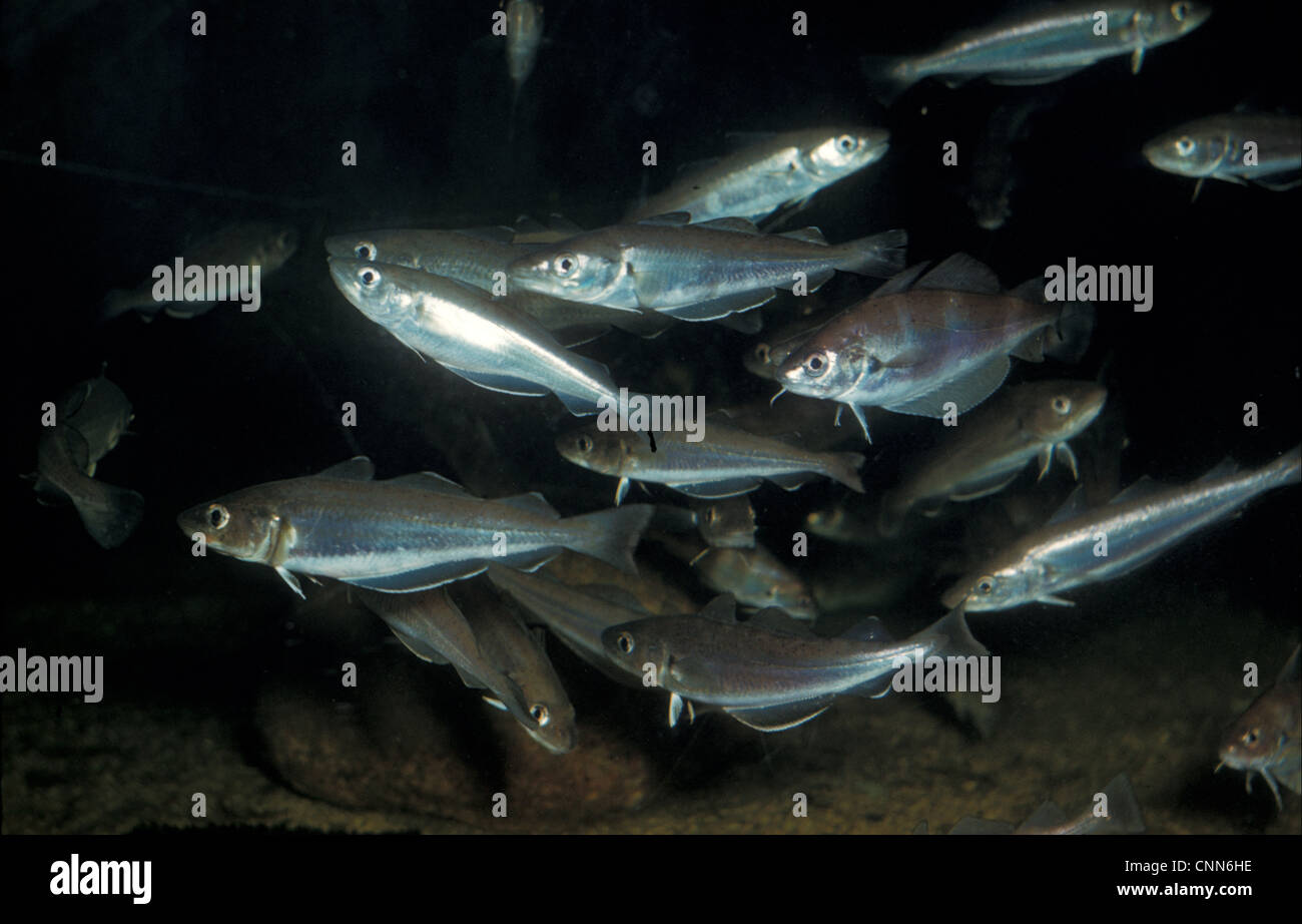 Fish - Whiting (Merlangius merlangus) A shoal with a few pout ...
