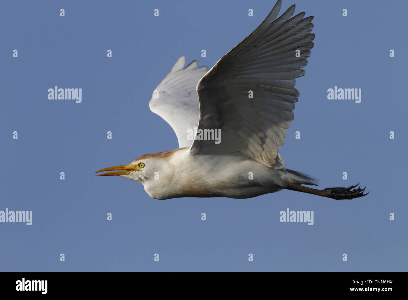 Adult Cattle Egret in flight, breeding plumage - Botswana Stock Photo ...
