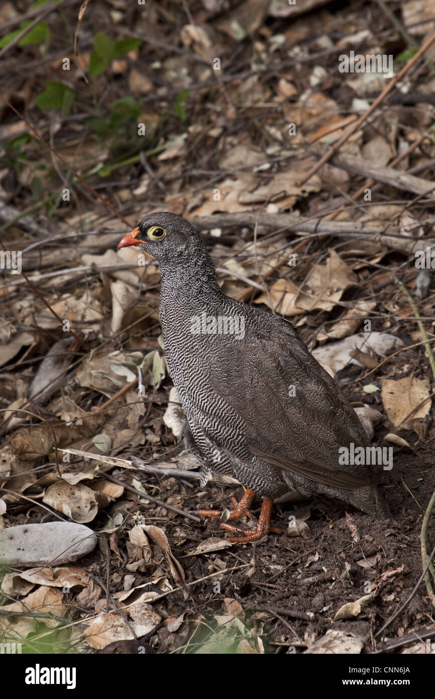 Red billed spurfowl pternistis adspersus hi-res stock photography and ...