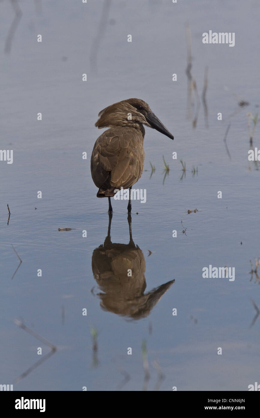 The Hamerkop Scopus umbretta also known as Hammerkop,Hammerkopf ...