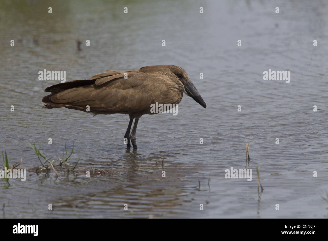 The Hamerkop Scopus umbretta also known as Hammerkop,Hammerkopf ...