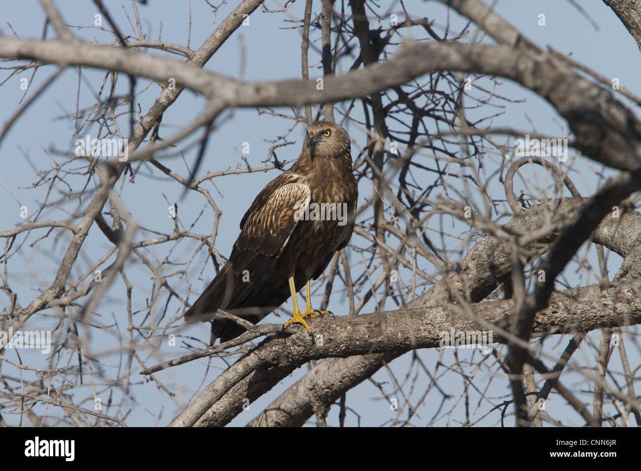 African marsh harrier - near Kwara, Okavango Delta Stock Photo - Alamy