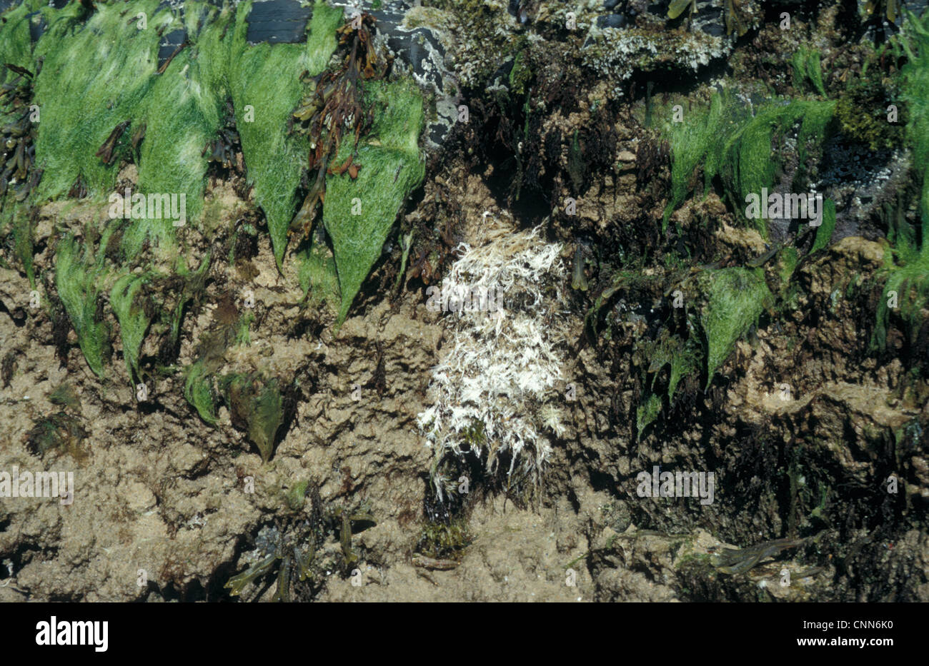 Corkwing Wrasse (Crenilabrus melops) Remains of nest after escape of ...