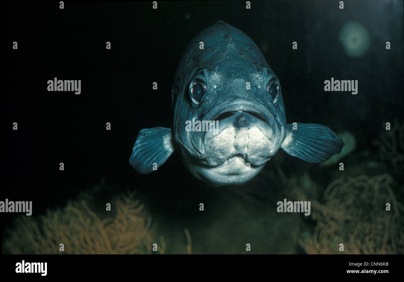 Moon Wrasse Fish (Thalassoma lunare) Indo-Pacific Stock Photo - Alamy