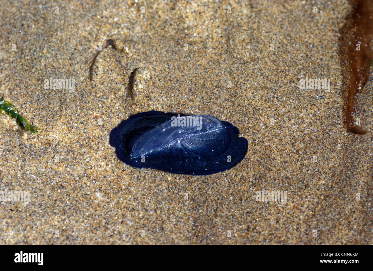 Jellyfish - By-the-wind-Sailor (Velella velella) Stranded on sea shore ...