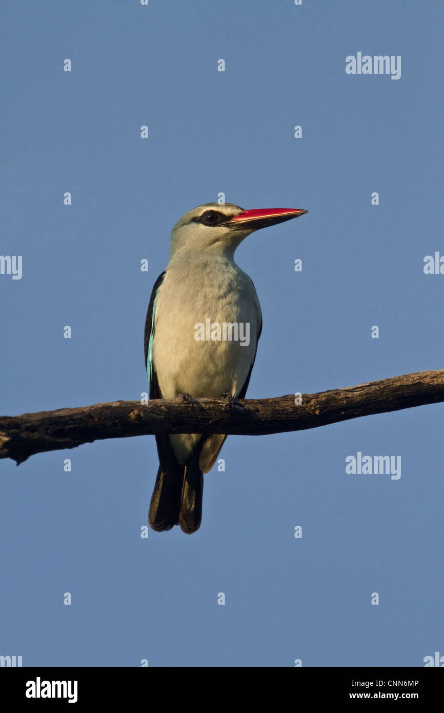 Woodland Kingfisher - Okavango Delta Botswana Stock Photo - Alamy