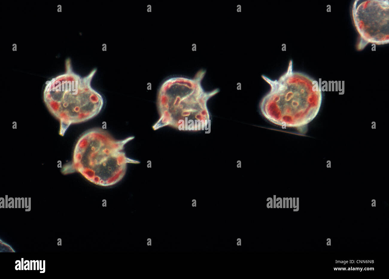 Peridinium Microscope